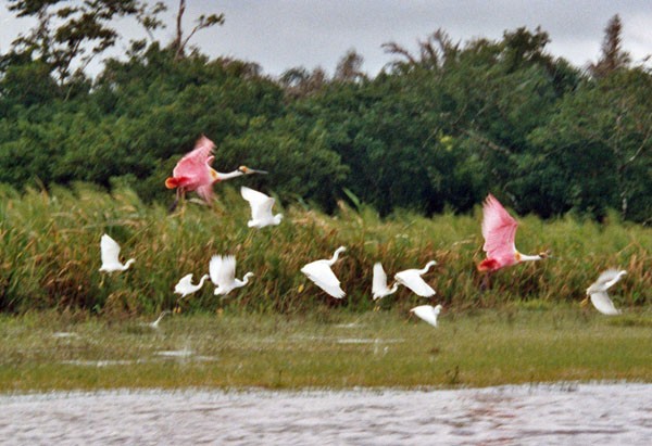 Costa Rica: Barbara Hartung bietet Touren durch den Regenwald an